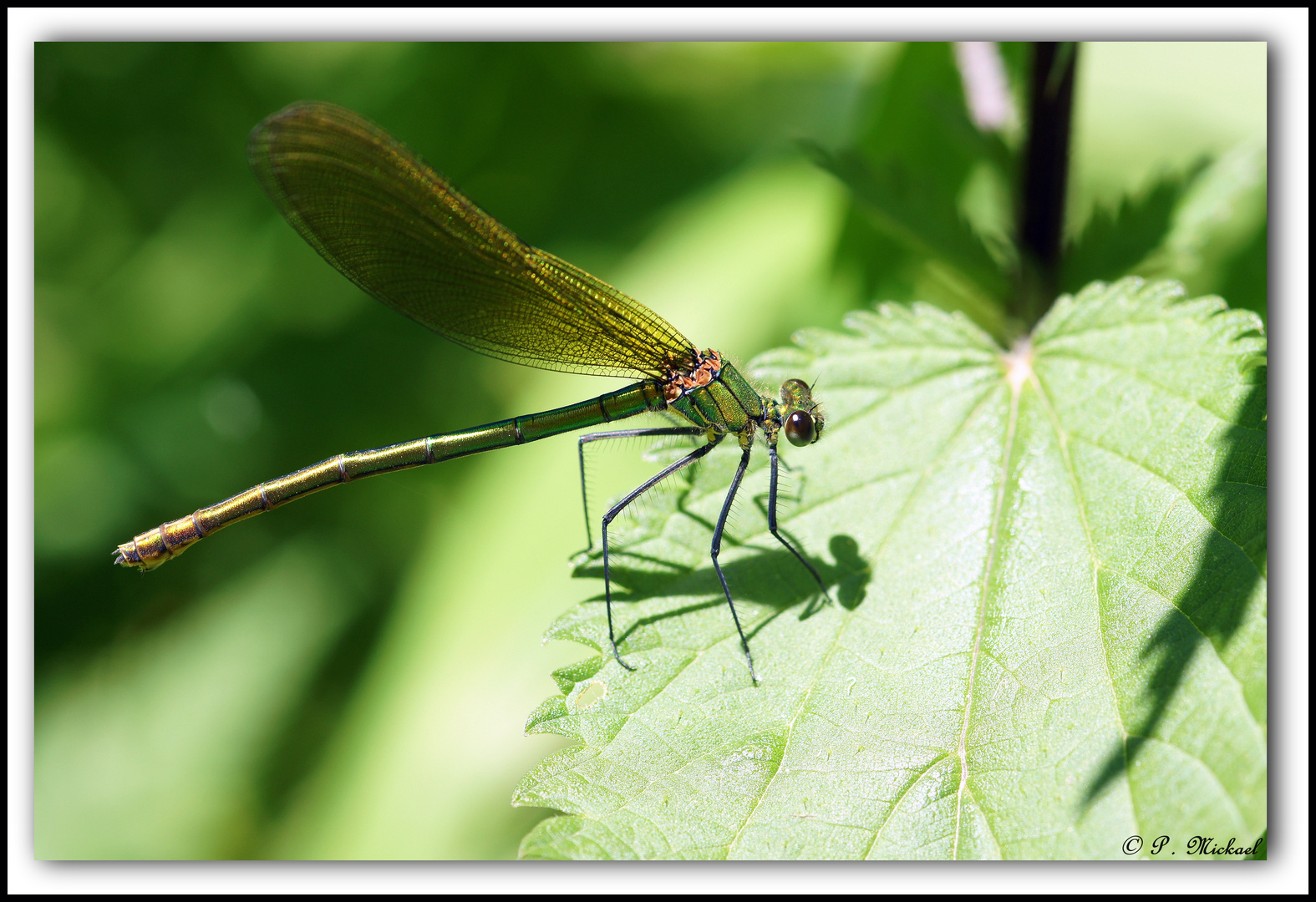 libellule photo et image | nature, animaux, animaux sauvages Images ...