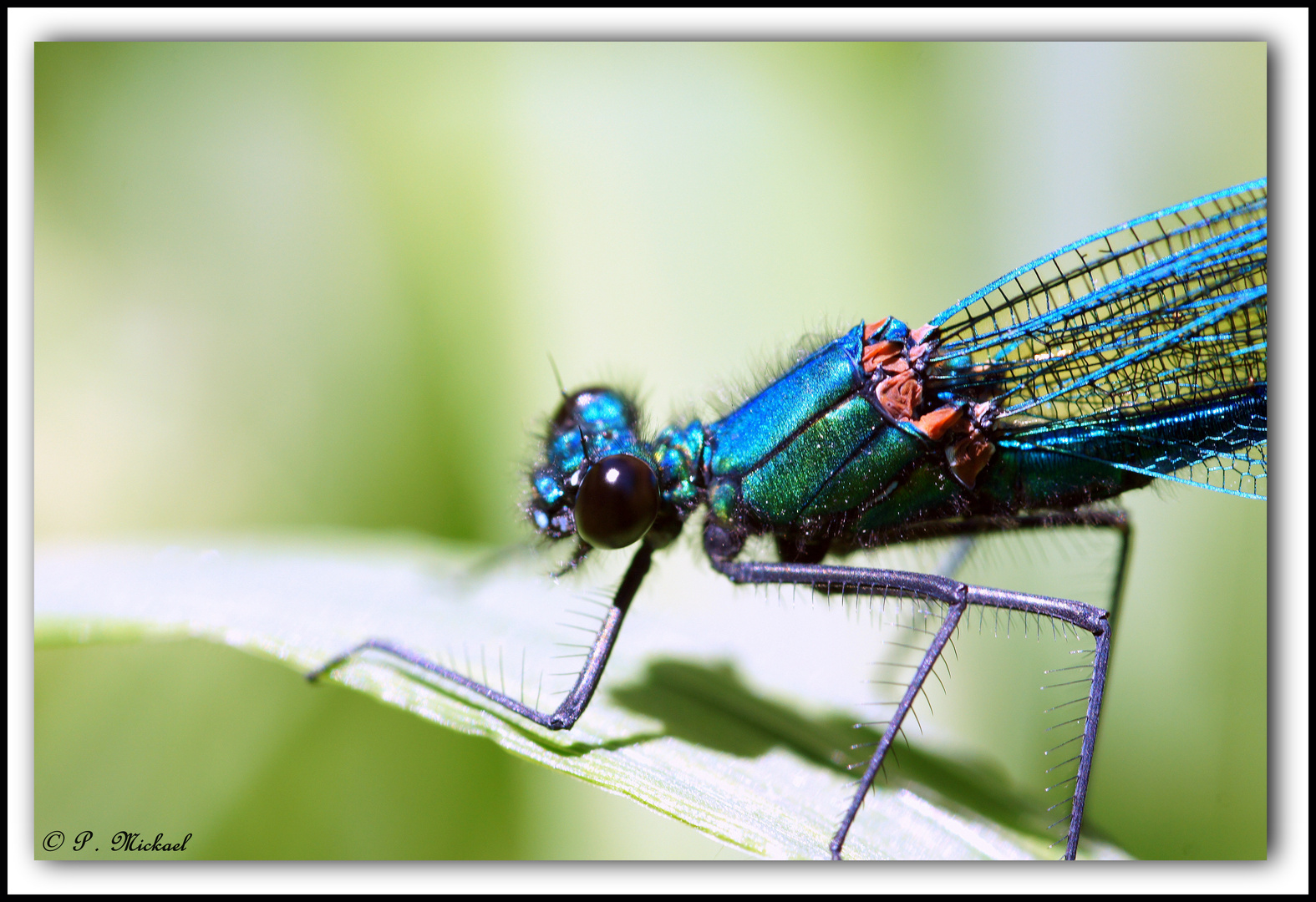 Libellule 2 photo et image | nature, animaux, animaux sauvages Images ...