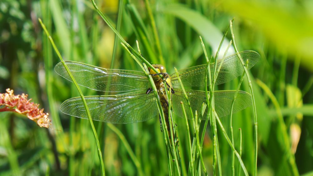 libellule 2 photo et image | macro nature, macro insectes, libellules ...