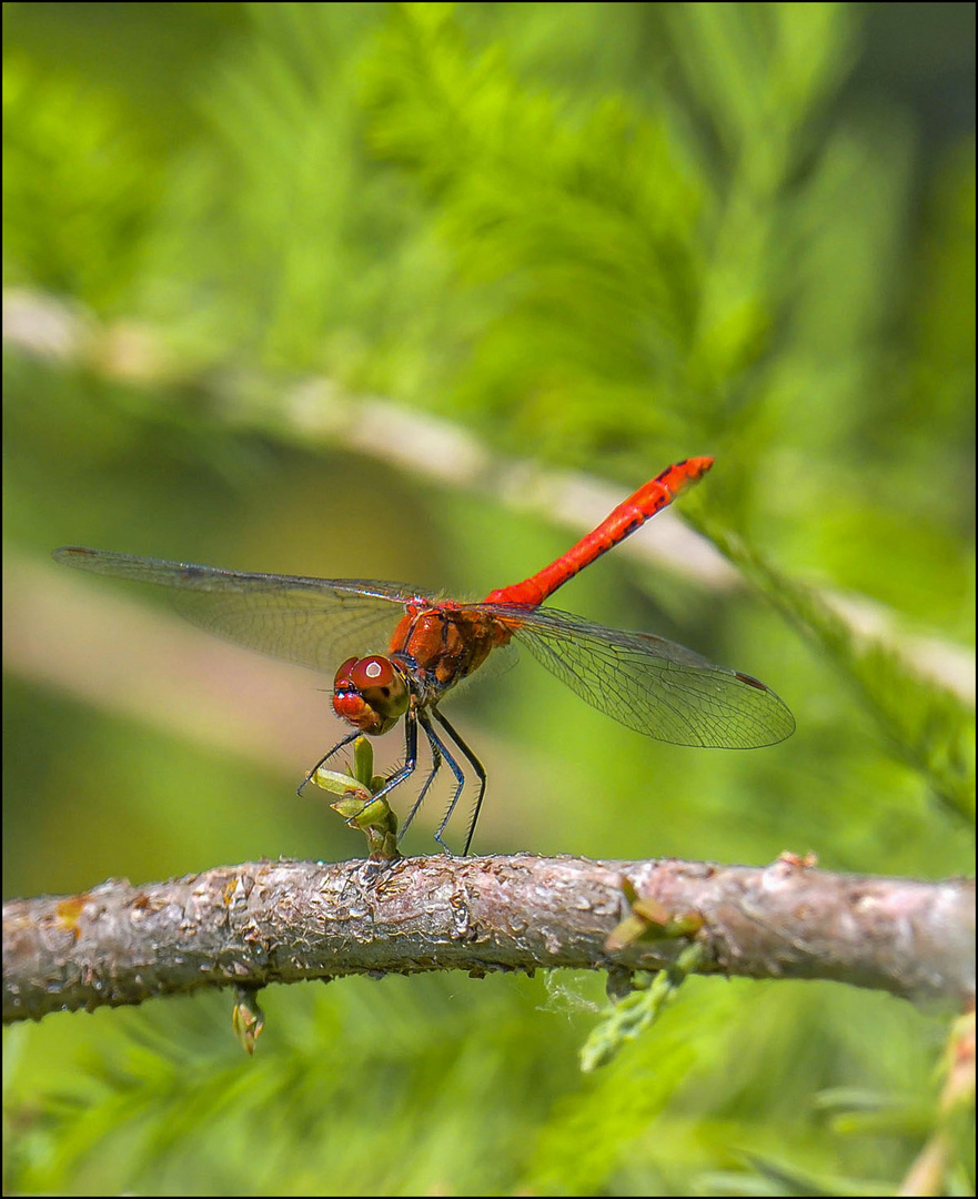 Libellule photo et image | nature, macro, campagne Images fotocommunity