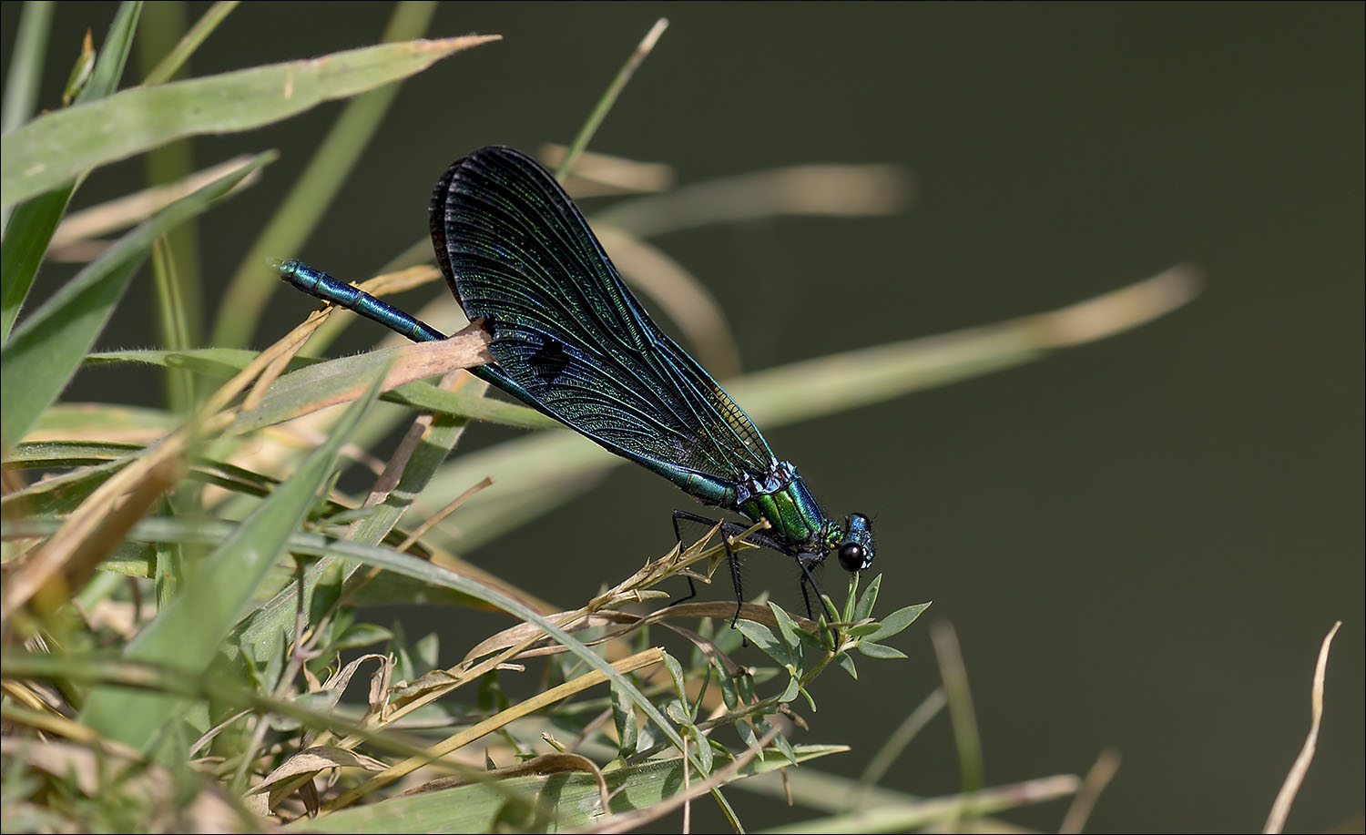 Libellule photo et image | macro nature, macro insectes, libellules ...