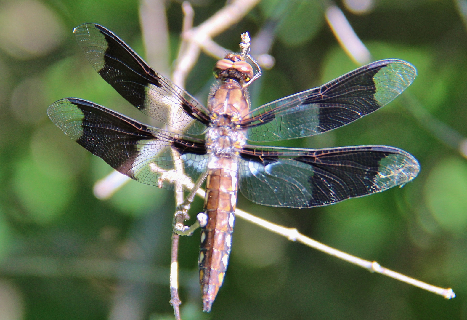 Libellule 3 photo et image | nature, macro, macro nature Images ...