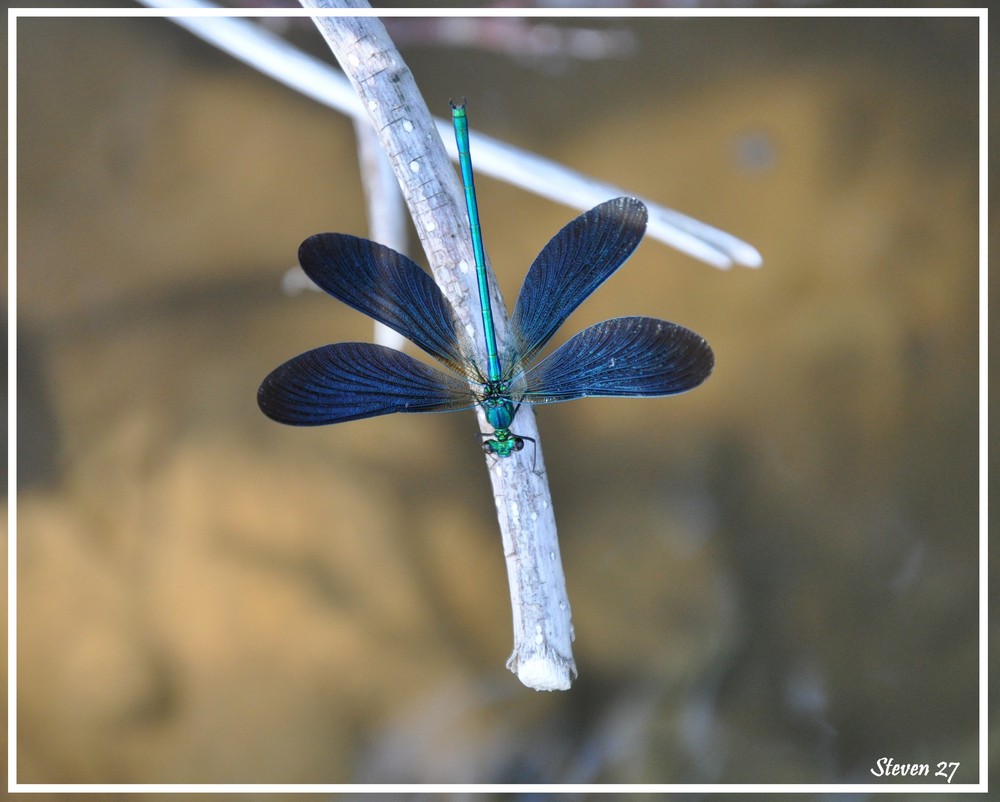 Libellule photo et image | macro nature, macro insectes, nature Images ...