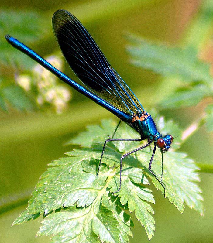 Libellule photo et image | macro nature, macro insectes, nature Images ...