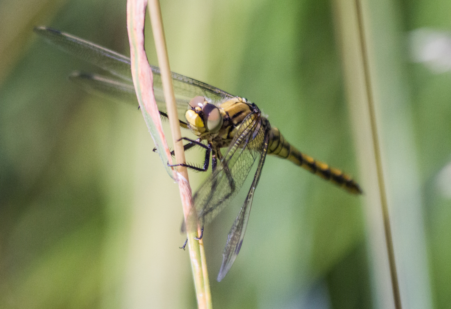 Libellule photo et image | canon, nature, macro Images fotocommunity