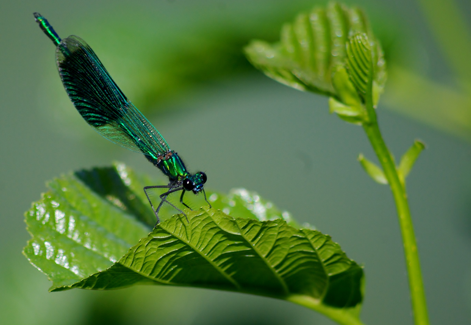 Libellule photo et image | animaux, nature Images fotocommunity
