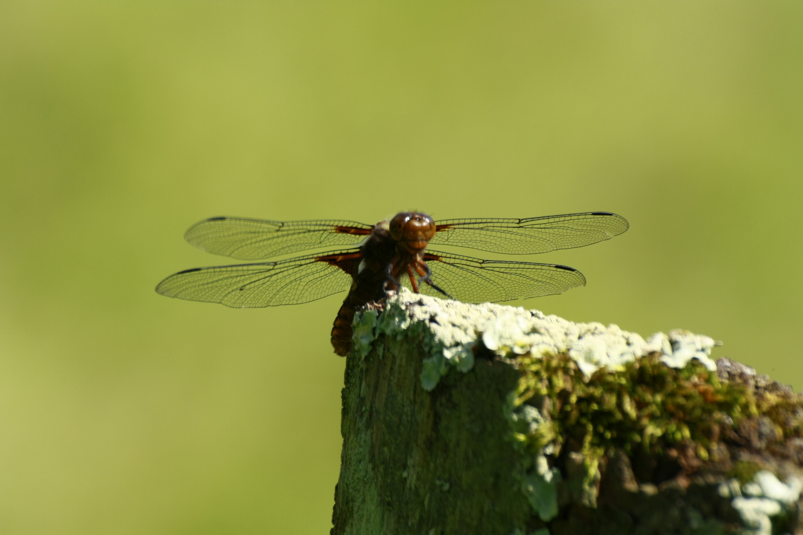 Libellule photo et image | fotos, natur, animaux Images fotocommunity