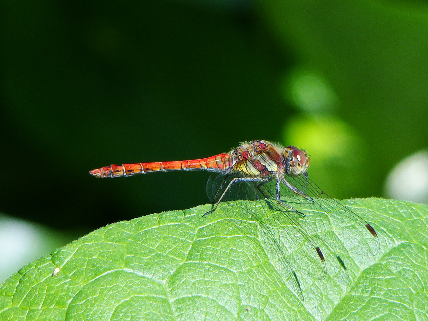 Libellule photo et image | macro nature, macro insectes, libellules ...