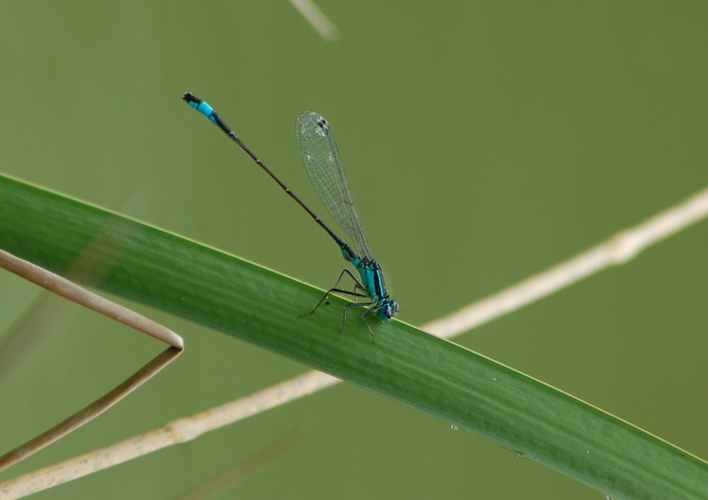 libellule photo et image | macro nature, macro insectes, nature Images ...