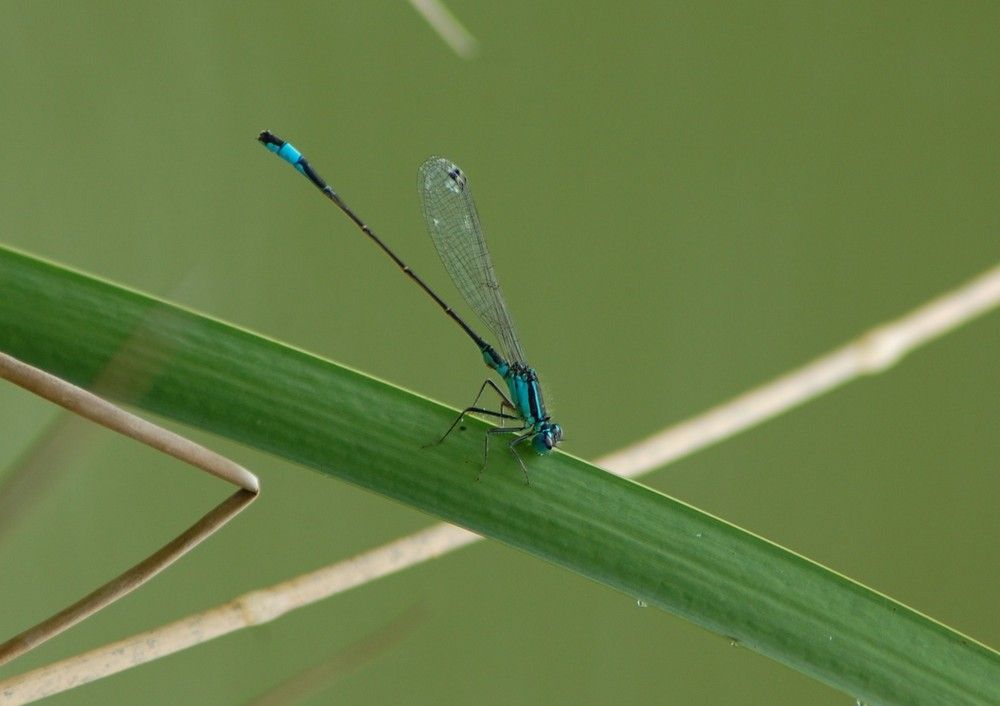 libellule photo et image | macro nature, macro insectes, nature Images ...