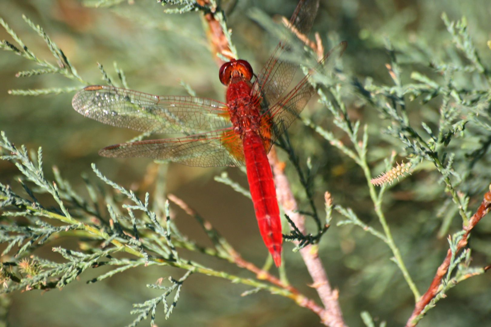 libellule photo et image | macro nature, macro insectes, libellules ...