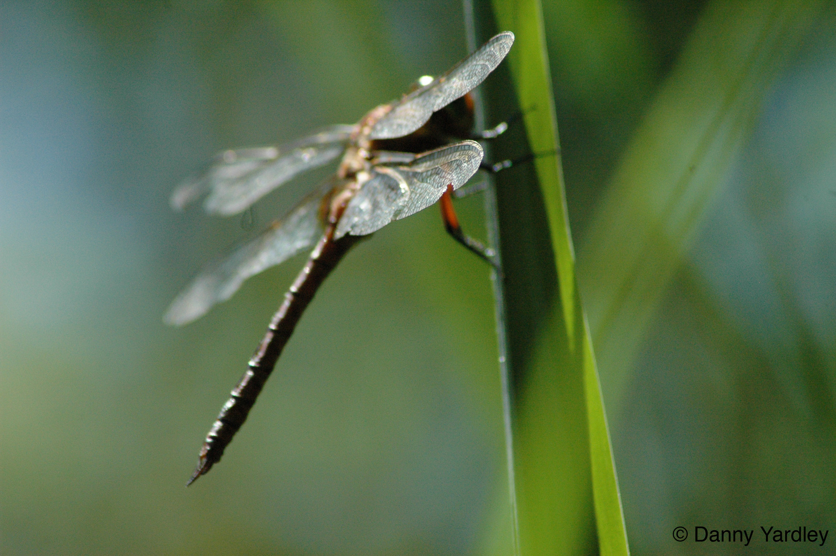 Libellule photo et image | critique directe, photos de d yardley ...