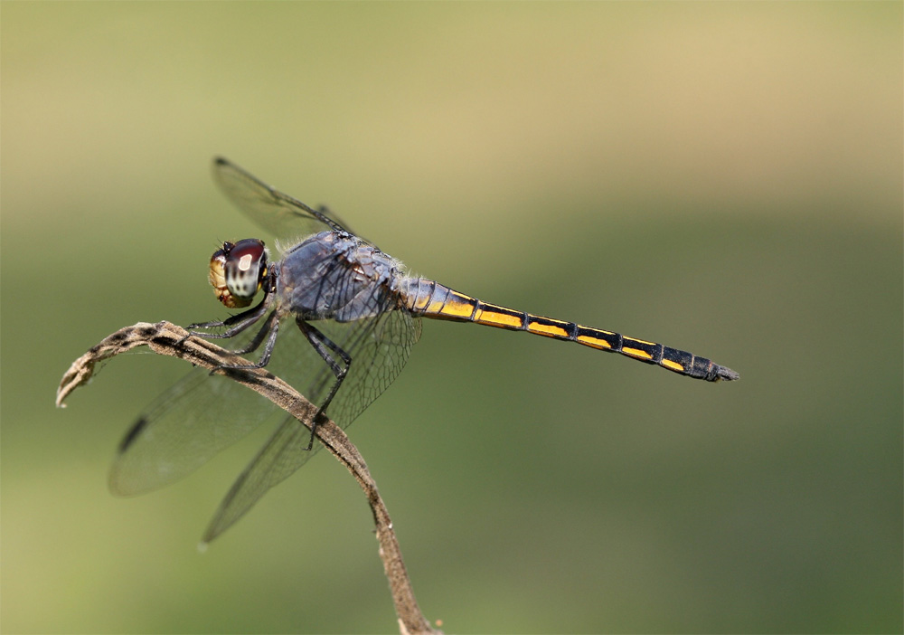 Libellule asiatique photo et image | macro nature, macro insectes ...