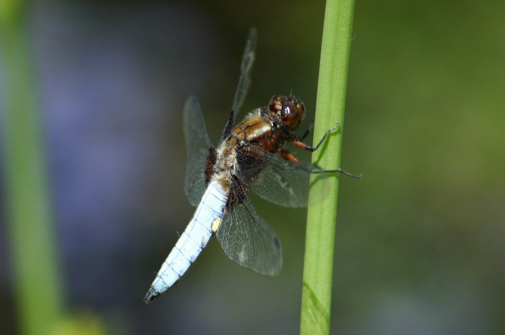 Libellule photo et image | macro nature, macro insectes, nature Images ...