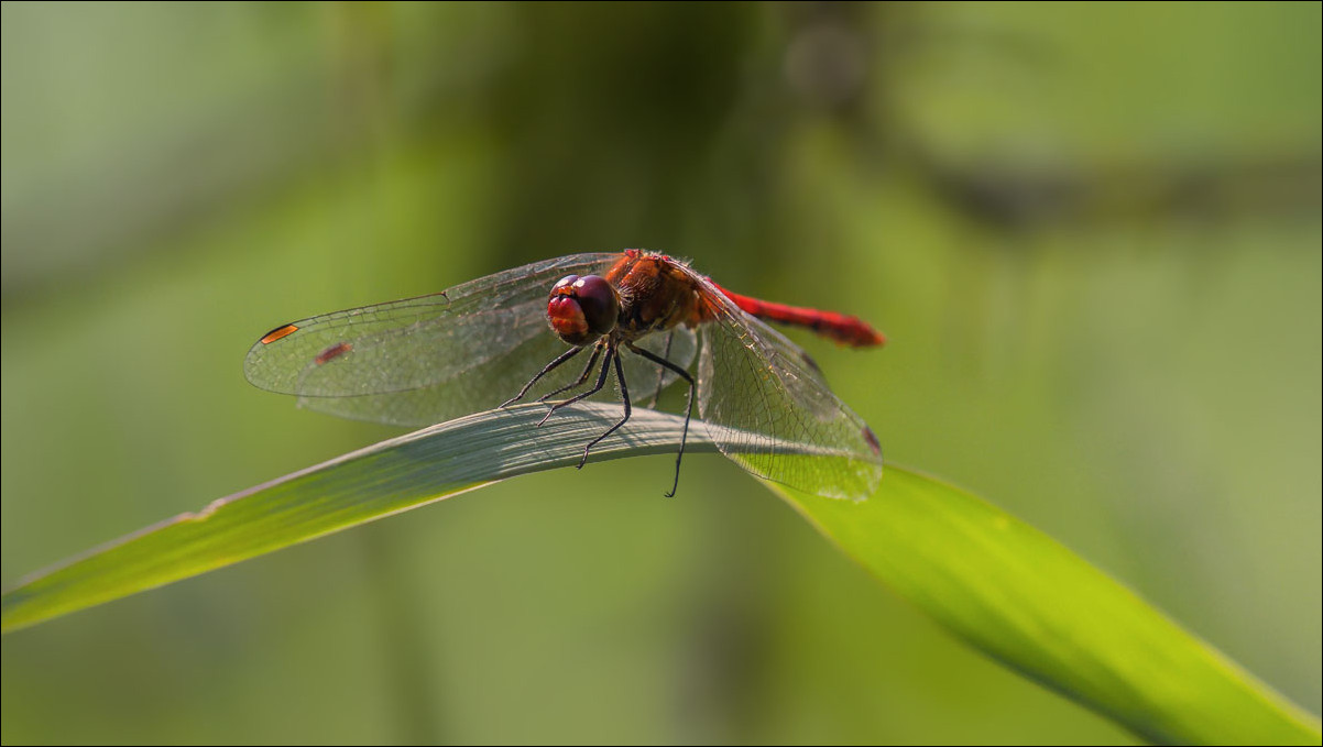 Libellule photo et image | macro nature, macro divers, fleurs,insectes ...