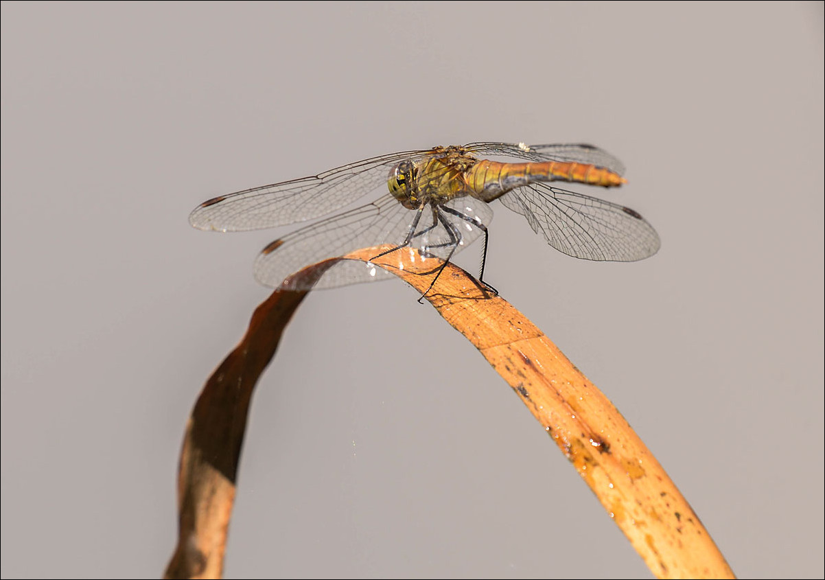 Libellule photo et image | macro nature, macro insectes, libellules ...