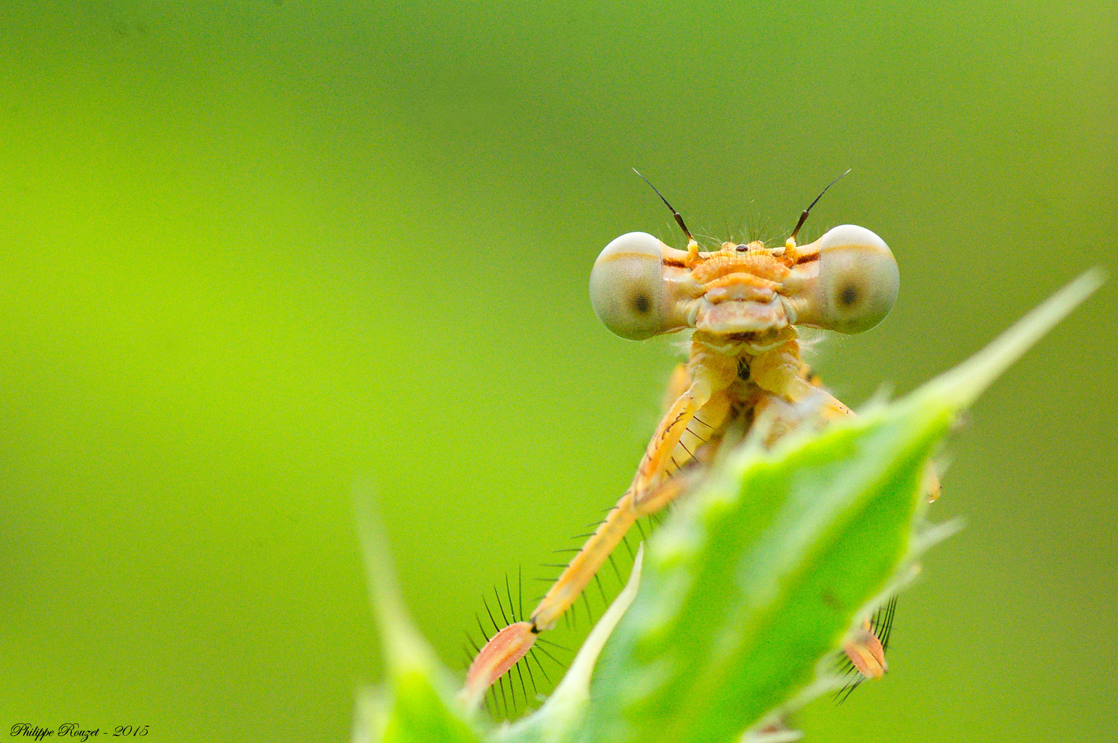 Libellule photo et image | macro nature, macro insectes, libellules ...