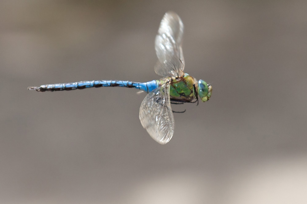 Libellule en vol photo et image | macro nature, macro insectes ...