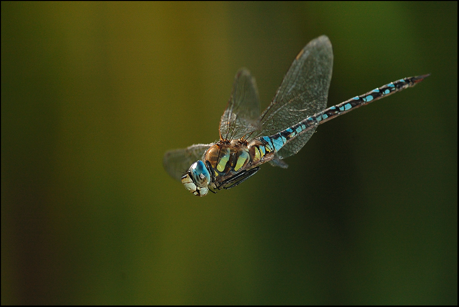 libellule en vol. photo et image | macro nature, macro insectes, nature ...