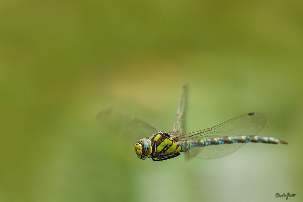 Libellule en vol VI Foto & Bild | nature, macro, macro nature Bilder ...