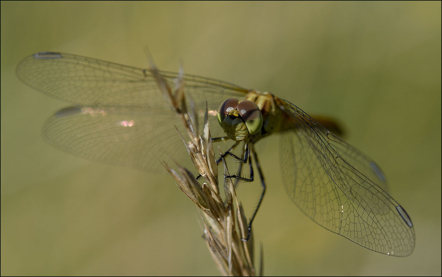Libellule gros plan photo et image | nature, macro, campagne Images ...