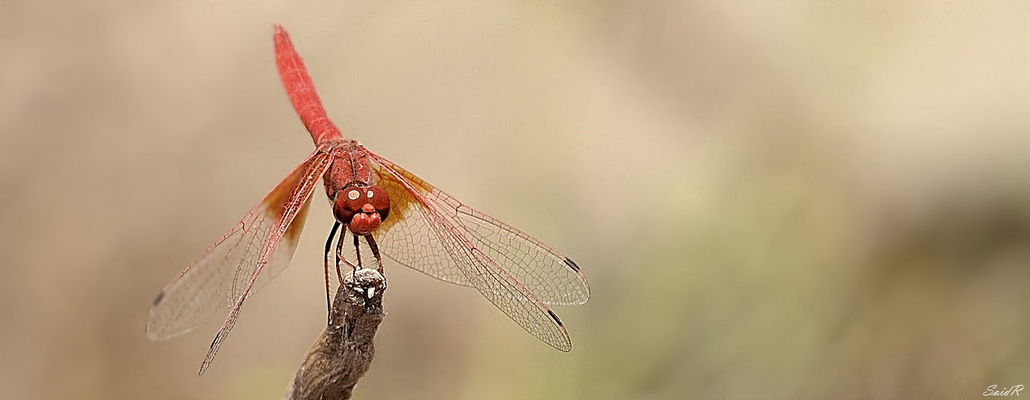 Libellules Images & Photos