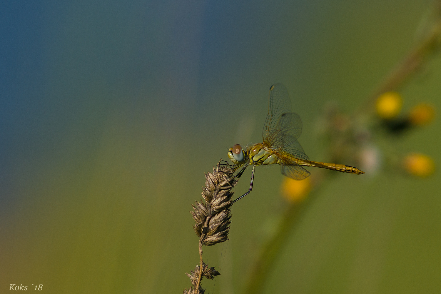 Libellulidae Foto & Bild | tiere, wildlife, libellen Bilder auf ...