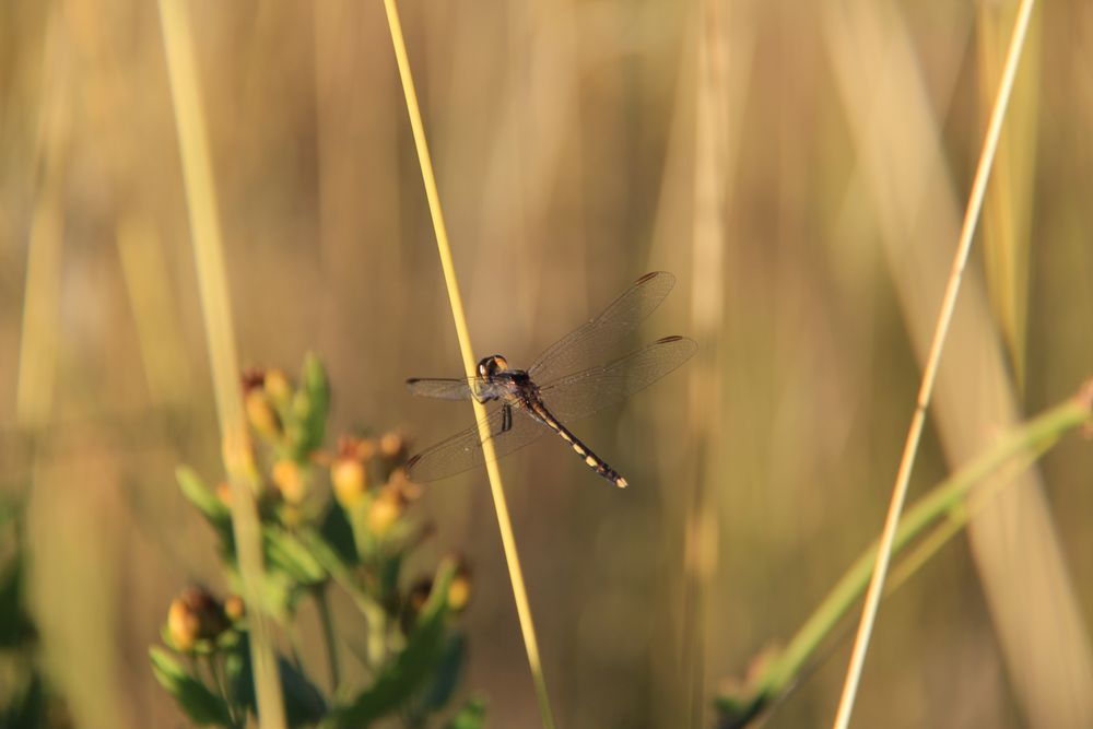Libelula Imagen & Foto | naturaleza diversa , naturaleza Fotos de ...