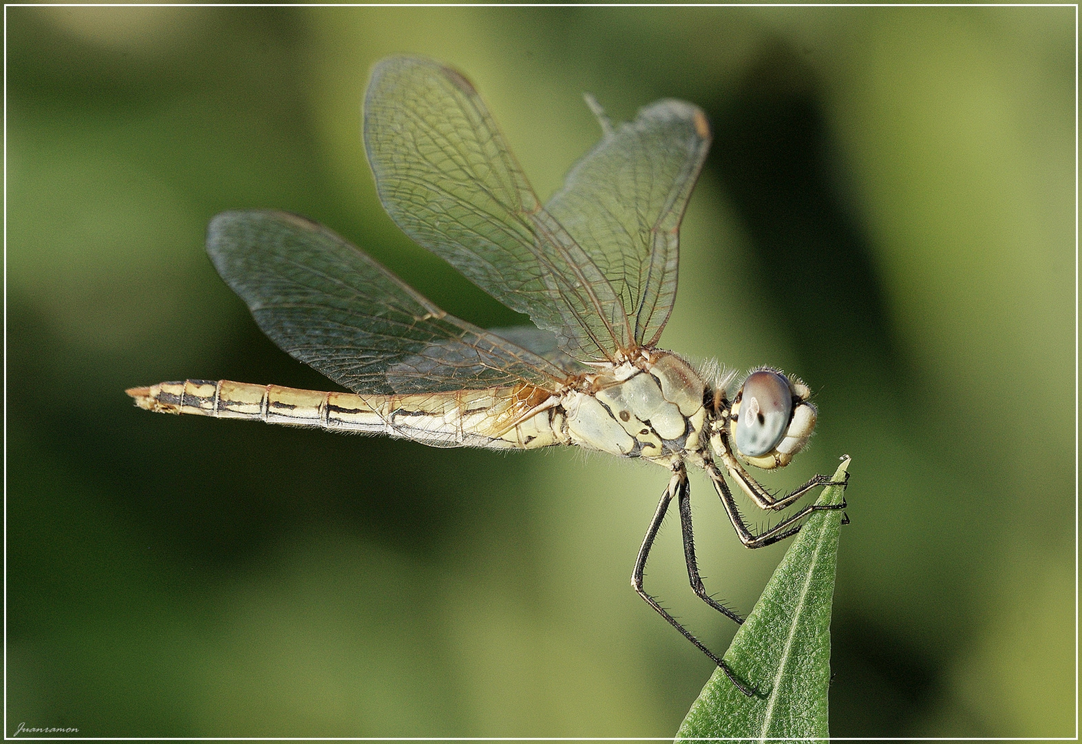 Libelula 4 Imagen & Foto | animales, invertebrados , naturaleza Fotos ...