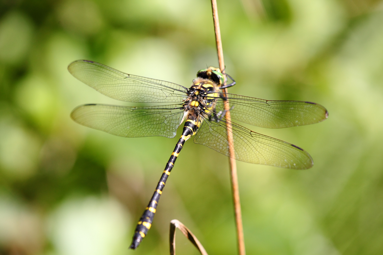 Libélula Imagen & Foto | animales, invertebrados , el mundo de los anim ...