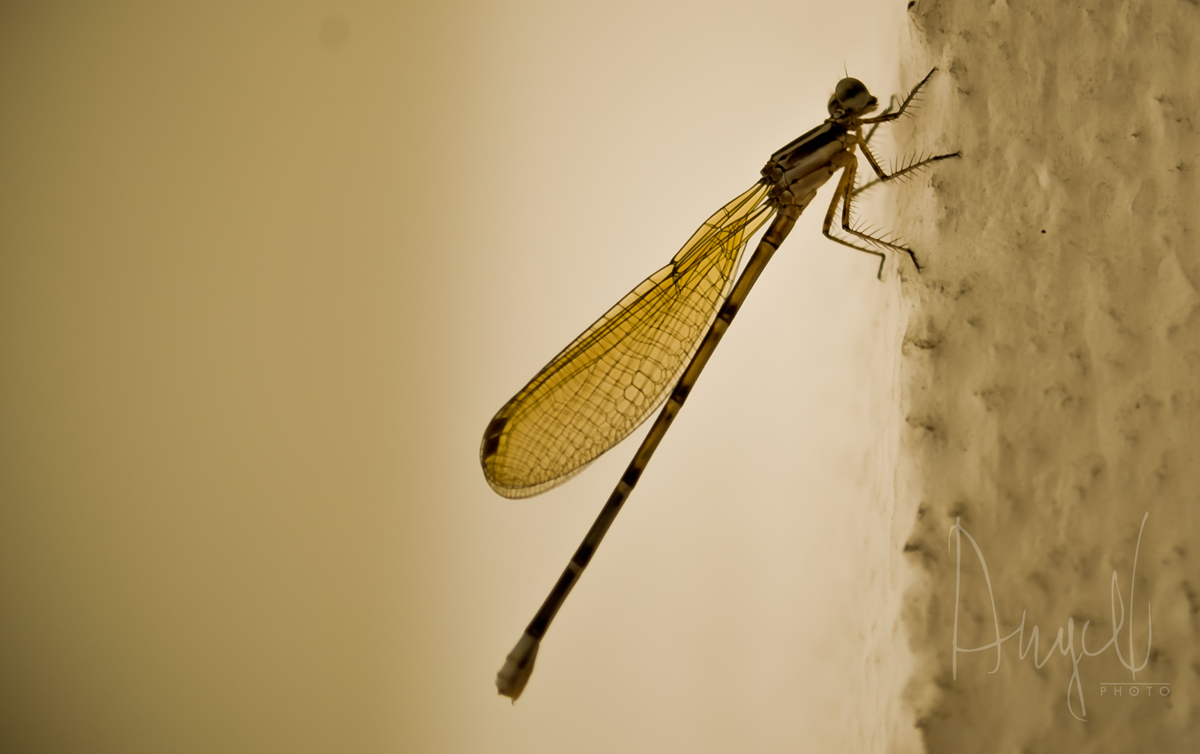 libelula Imagen & Foto | animales, invertebrados , Fotos de fotocommunity