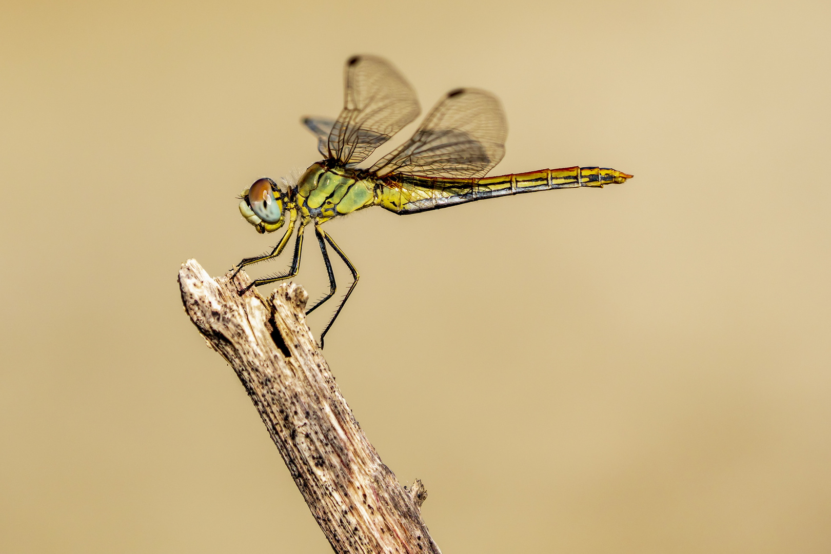 Libélula. Imagen & Foto | macrofotografía, nature, natur Fotos de ...