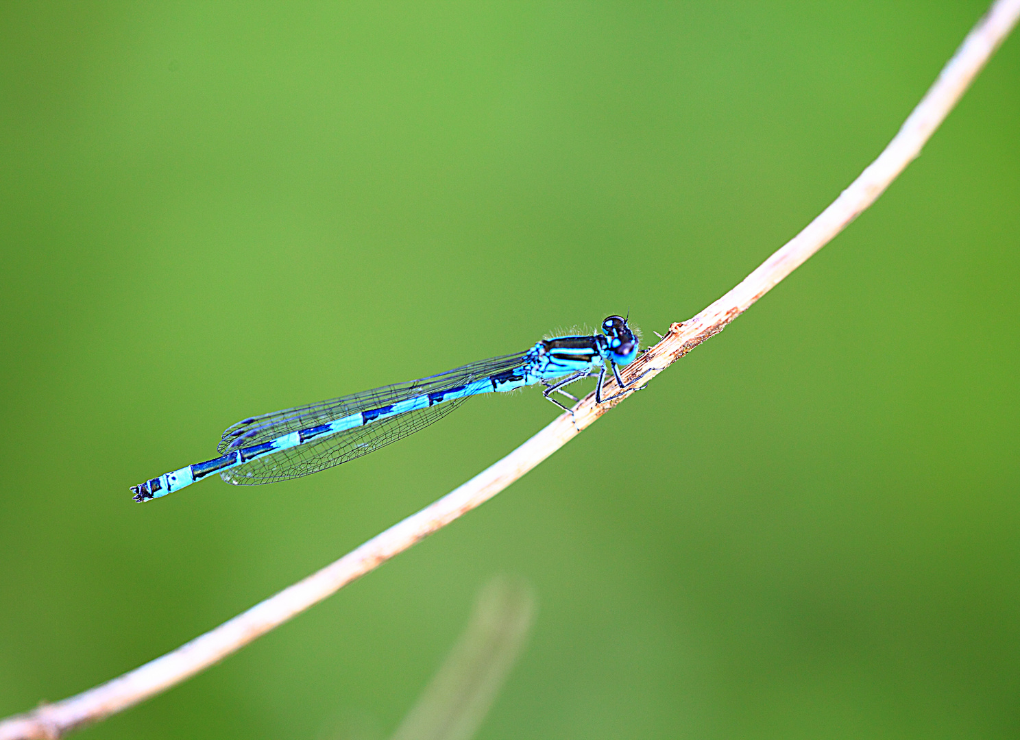Libélula Imagen & Foto | animales, invertebrados , el mundo de los anim ...