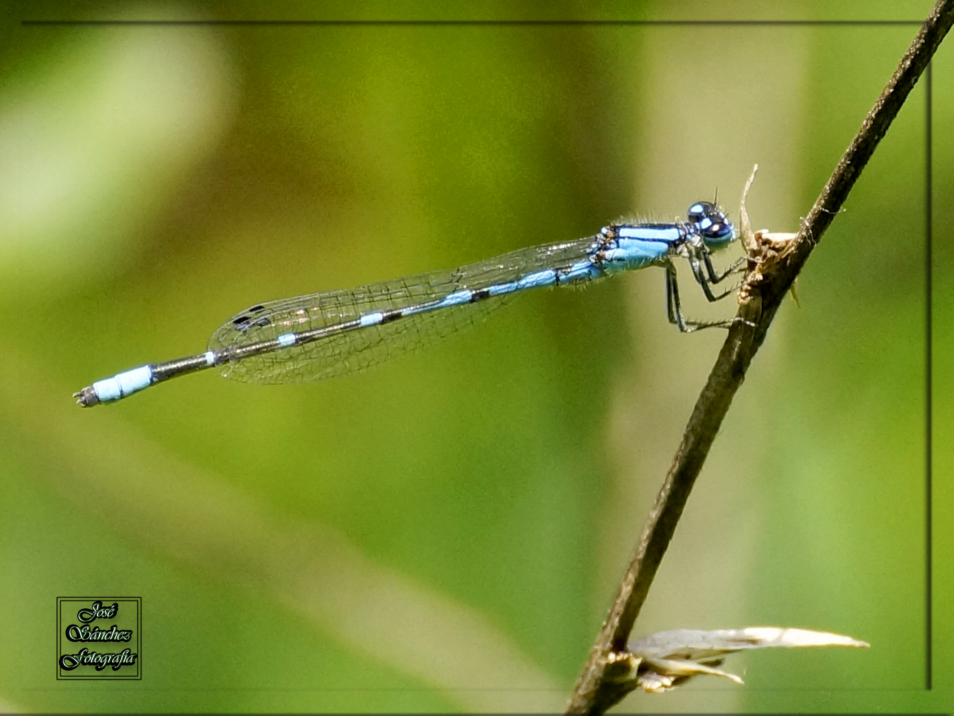Libélula azul Imagen & Foto | animales, invertebrados , naturaleza ...