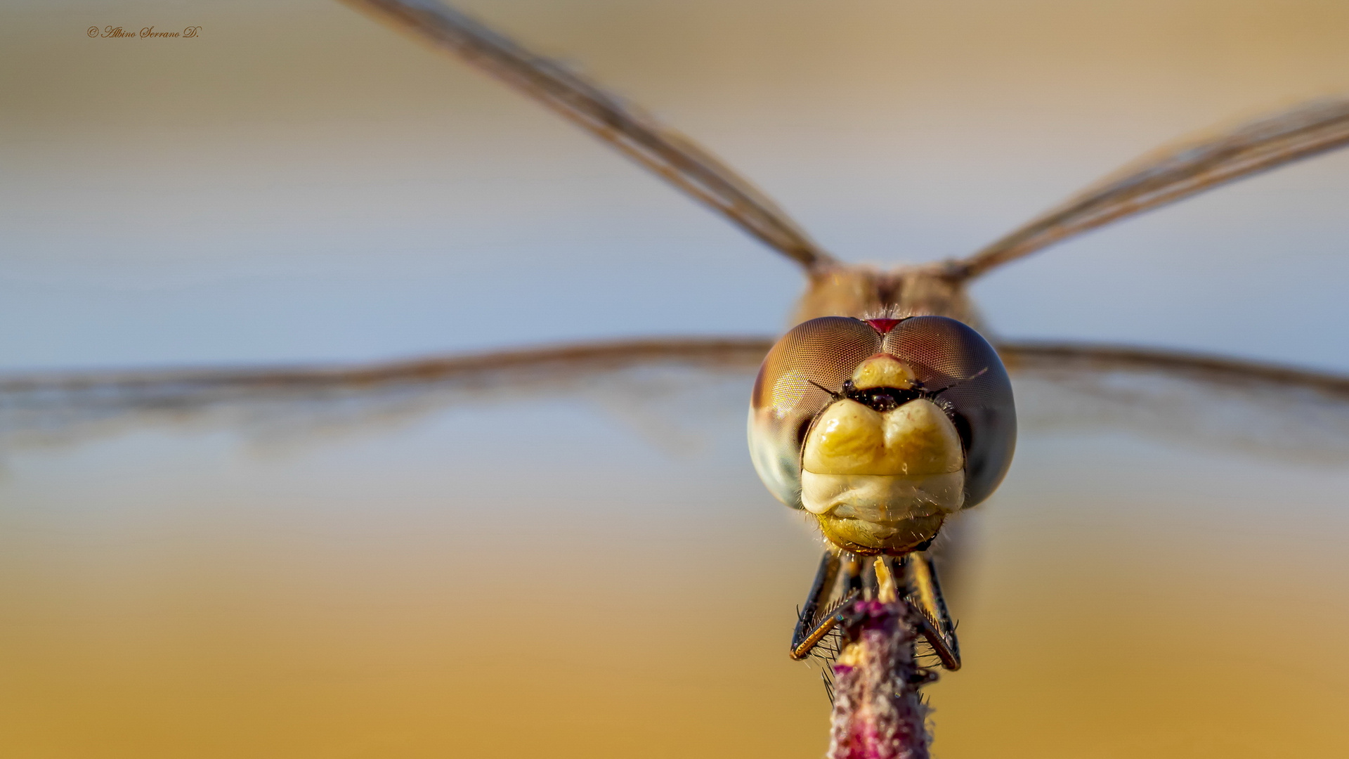Libélula de frente. Imagen & Foto | fotos, natur, animales Fotos de ...