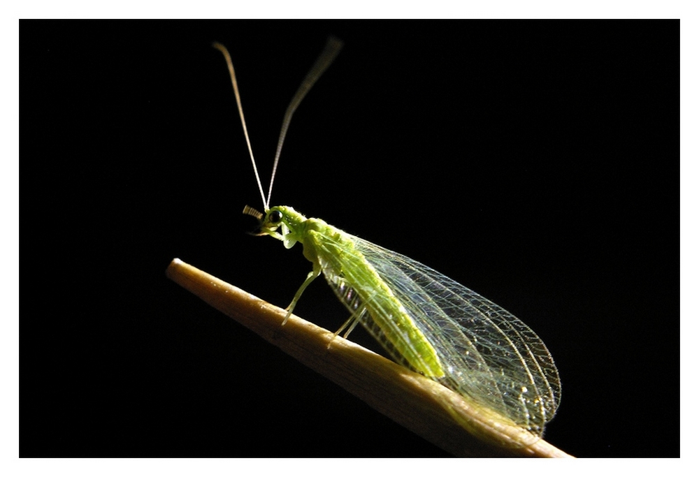 Libelula nocturna Imagen & Foto | animales, invertebrados , naturaleza ...