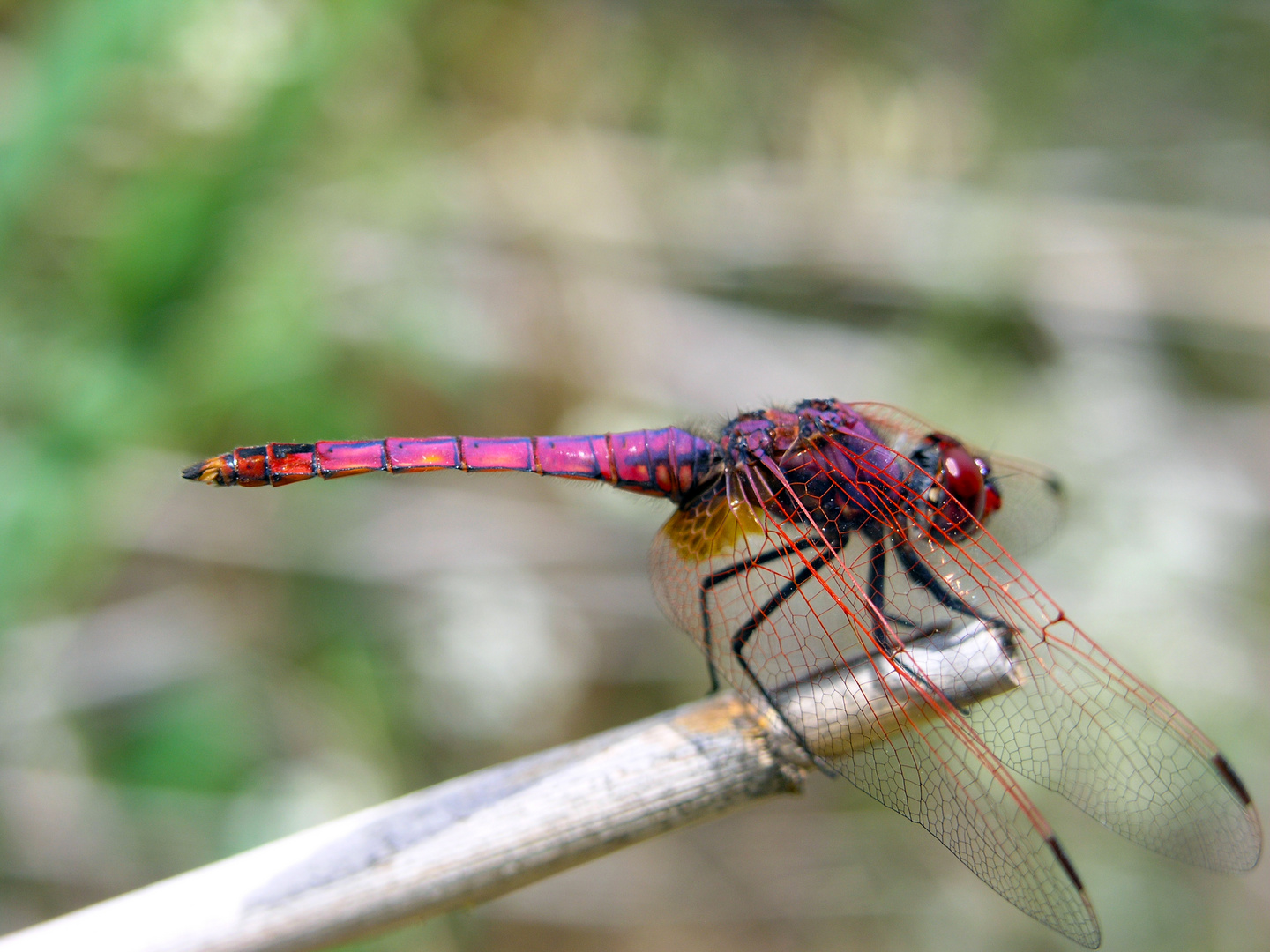 Libélula roja Imagen & Foto | animales, invertebrados , naturaleza ...