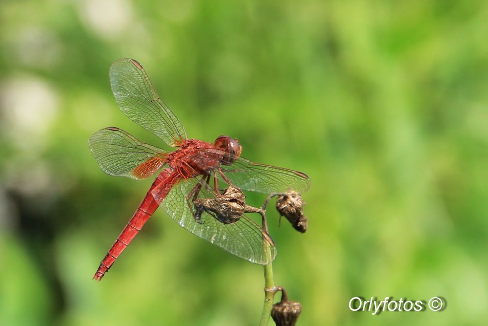 Libélula roja (Sympetrum sanguineum) Imagen & Foto | animales ...