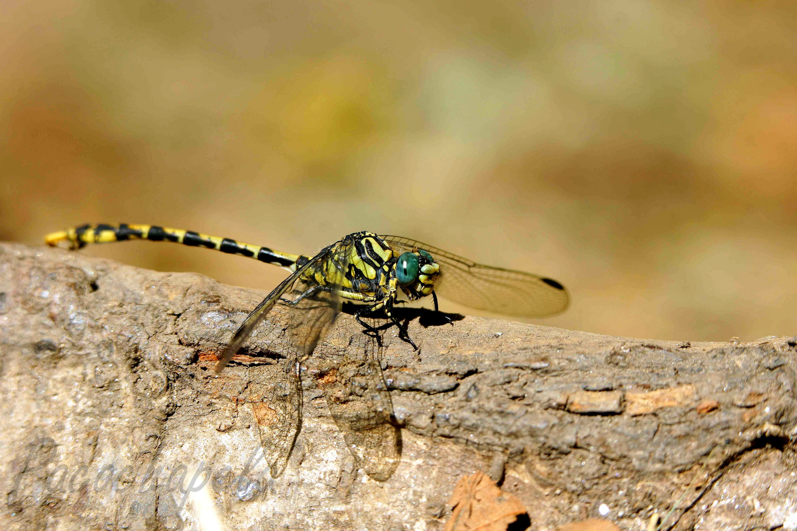 Libelula y sus detalles Imagen & Foto | insectos, naturaleza Fotos de ...