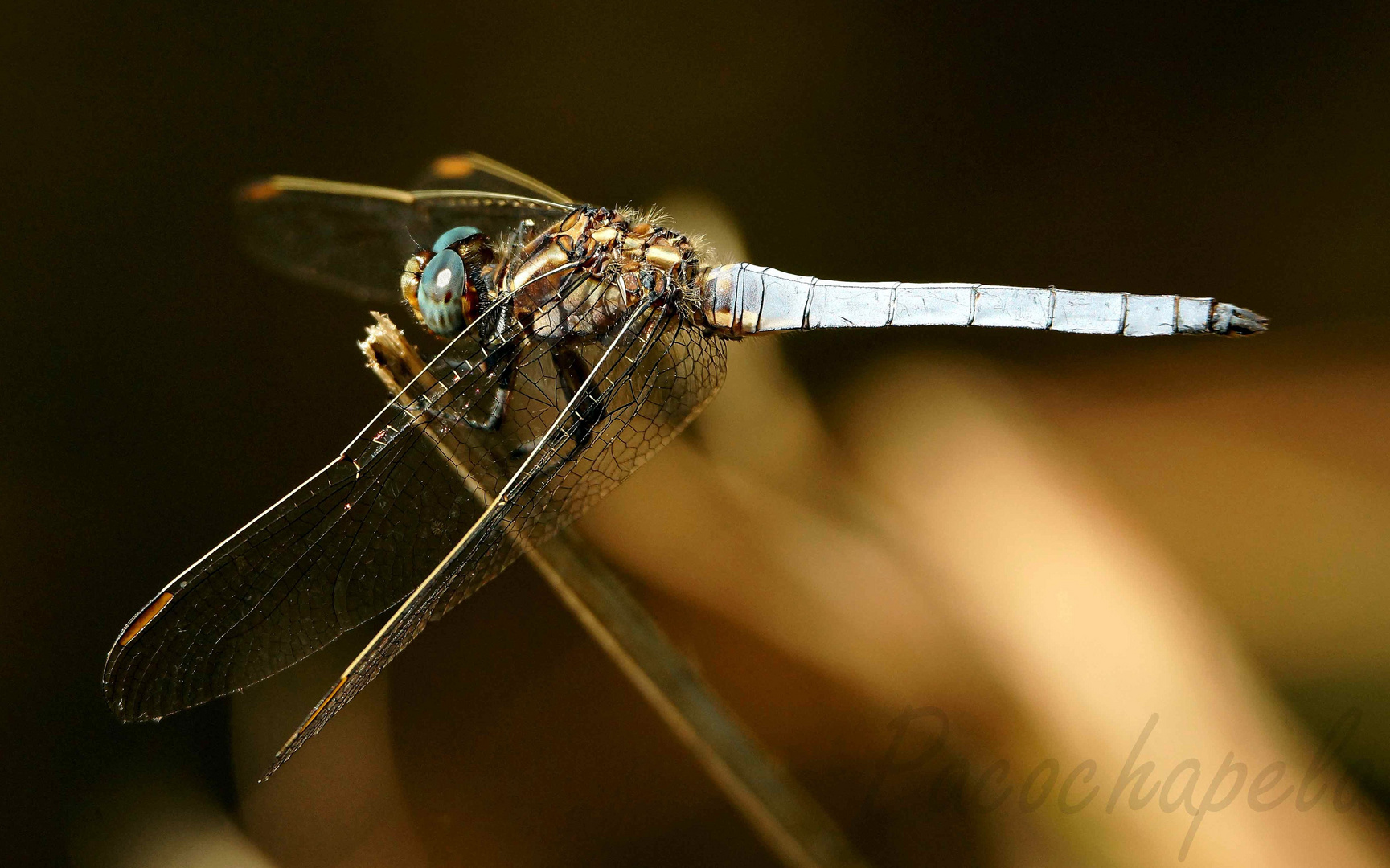 Libelula y sus detalles Imagen & Foto | insectos, naturaleza Fotos de ...
