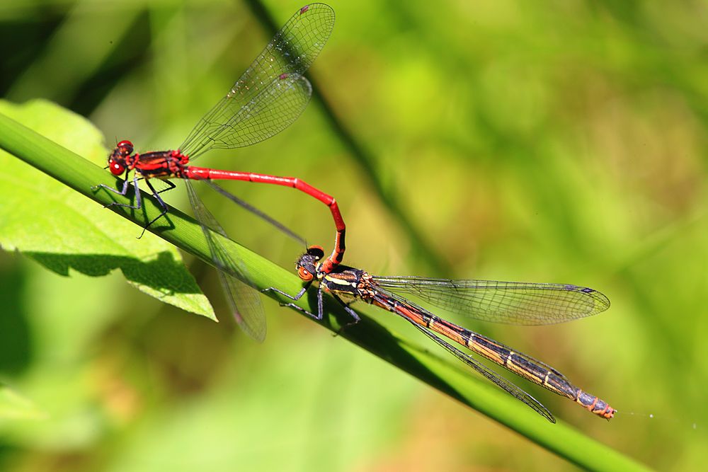 Libélulas copulando Imagen & Foto | animales, invertebrados , el mundo ...