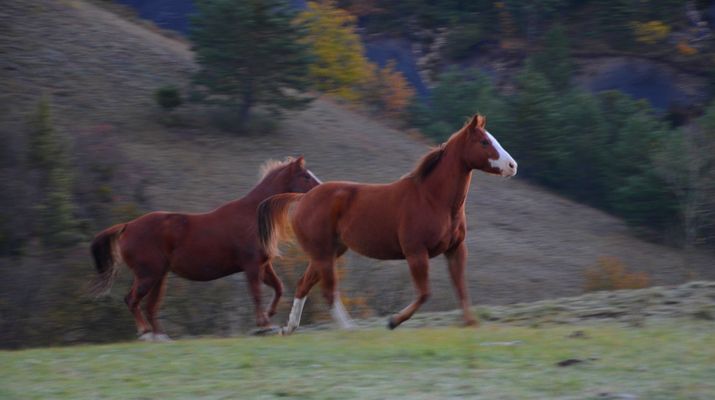 Les chevaux Images & Photos
