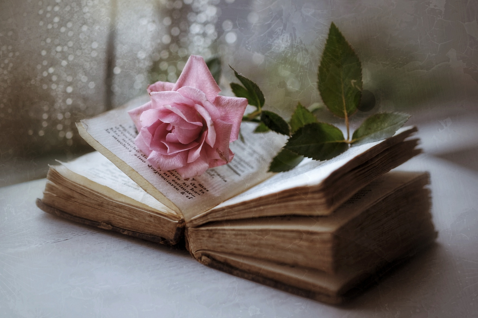 Libros Y Rosas Imagen And Foto Plantas Flores Flowers Fotos De Fotocommunity