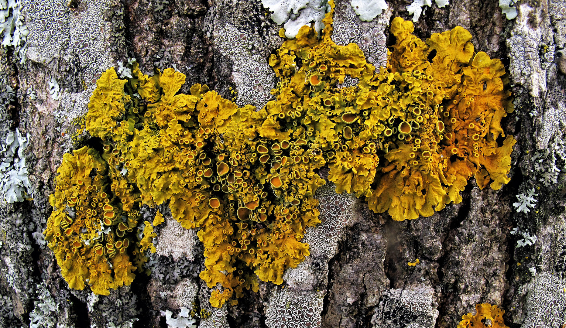 Lichens photo et image | macro nature, macro divers, nature Images ...