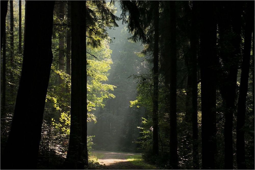 Licht im Dunkel Foto & Bild | wald, weg, licht Bilder auf fotocommunity