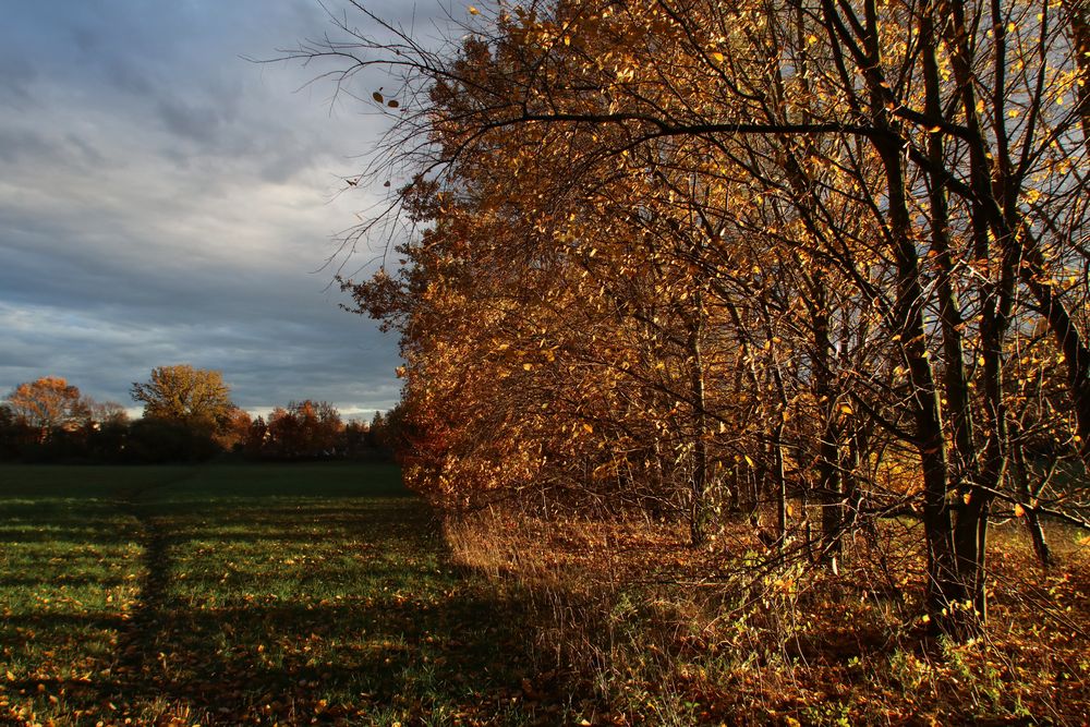 Licht im November Foto & Bild | wald, landschaften, bäume Bilder auf ...