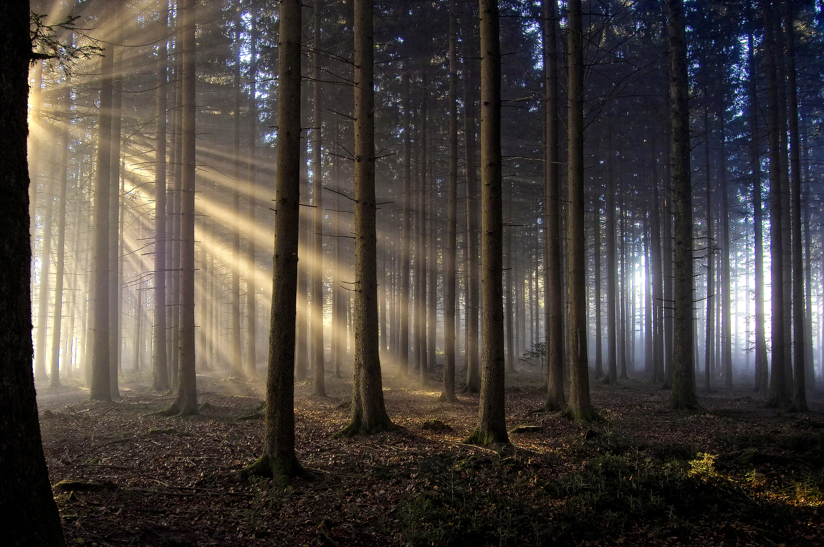 Licht im Wald Foto & Bild | landschaft, wald, nebelstimmungen Bilder ...