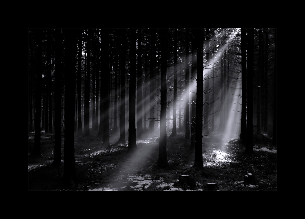Licht in der Finsternis II Foto & Bild | landschaft, wald, natur Bilder ...