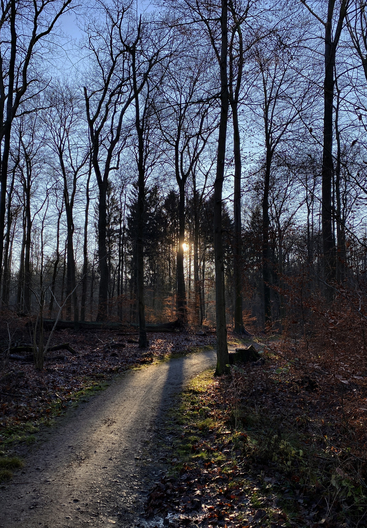Licht in Sicht... Foto & Bild | wald, sonne, licht Bilder auf fotocommunity