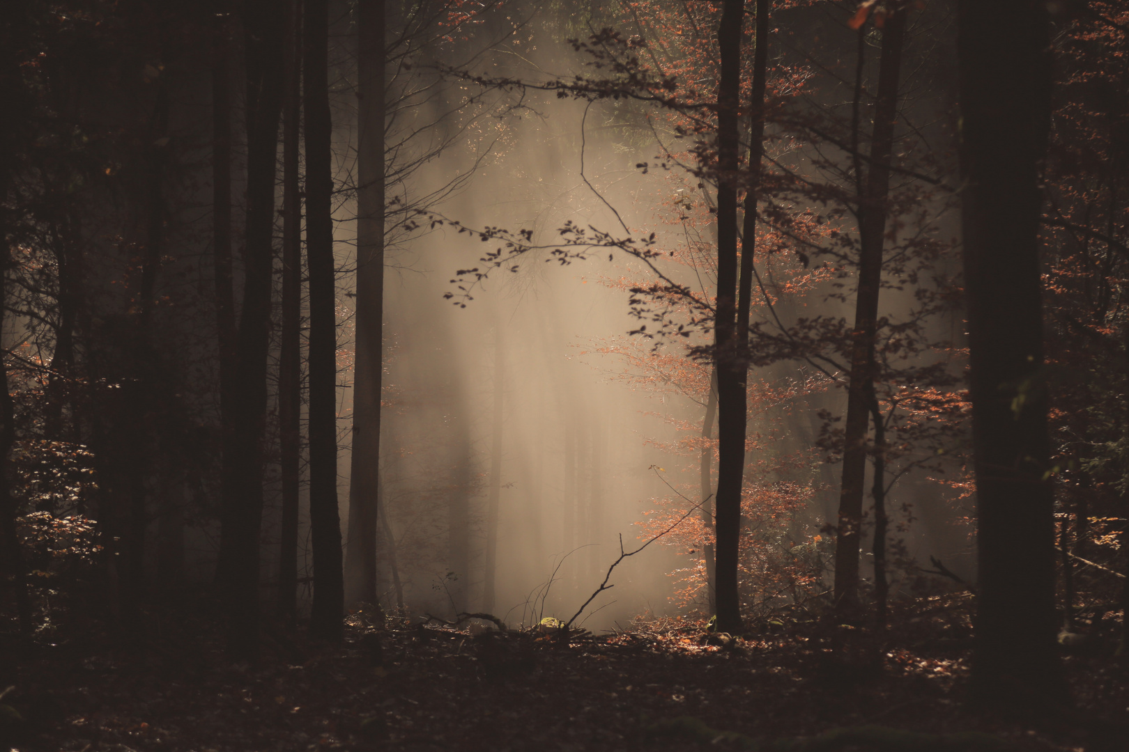 Licht und Schatten Foto & Bild | wald, natur, landschaft Bilder auf ...